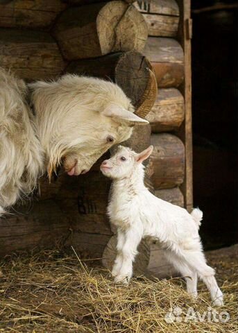 Нубийские козлята