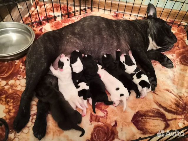 Французский бульдог щенки