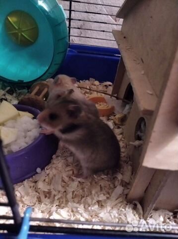 Сирийский хомяк