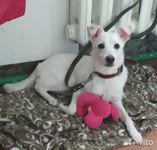 Песик Волька ждет хозяина