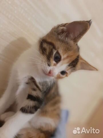 Трехцветный котенок