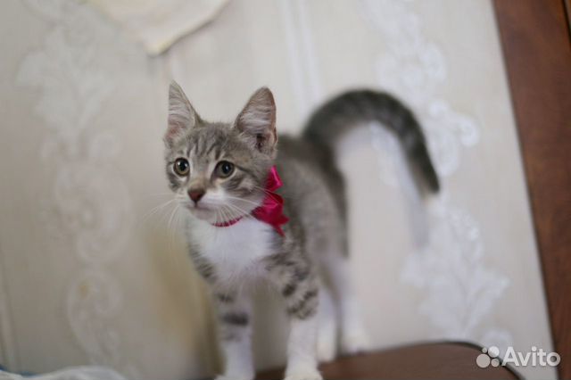 Котенок