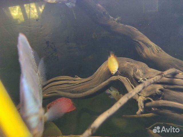 Медовый гурами