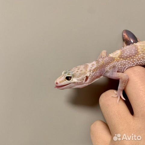 Эублефар самка со снек айз