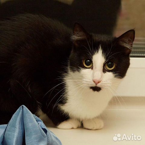 Кошка Эльза в добрые руки