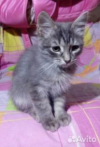 Котенок Грэй ищет дом