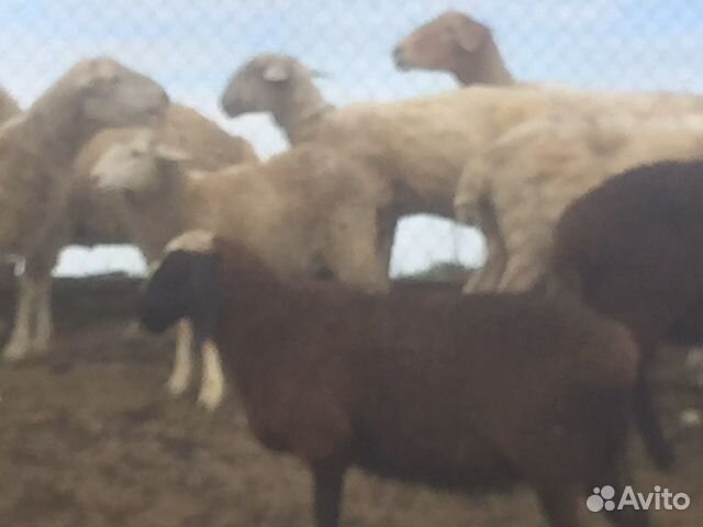 Бараны молодняк