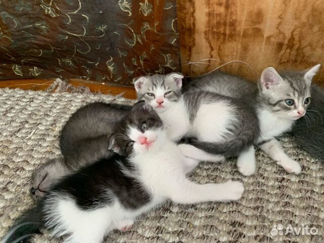 Вислоухие Котята в Добрые Руки
