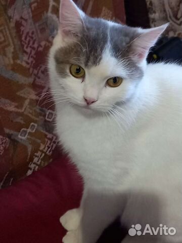 Кошка Бэлла