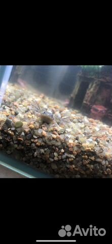 Лягушка водная Гименохирус