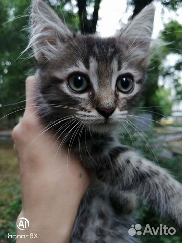 Варвара-краса