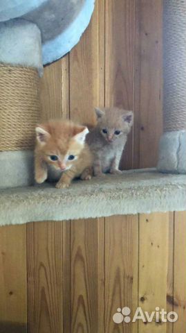 Котяточки в дар
