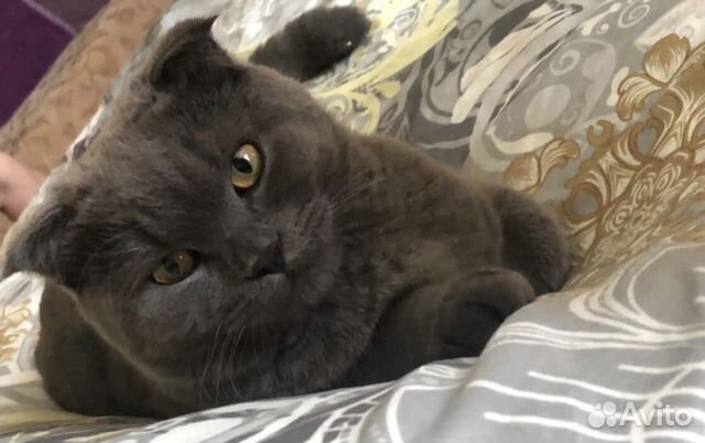 Кот