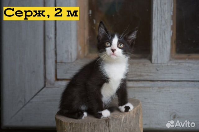 Котёнок, серж, 2 мес., привит