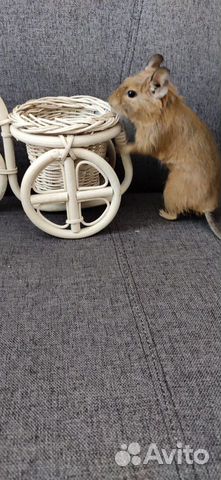 Дегу ищет новый дом