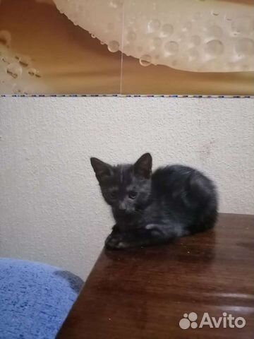 Кошка в дар