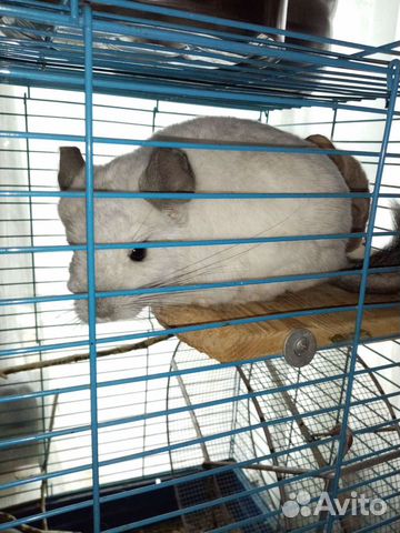 Шиншиллы для племенного разведенич