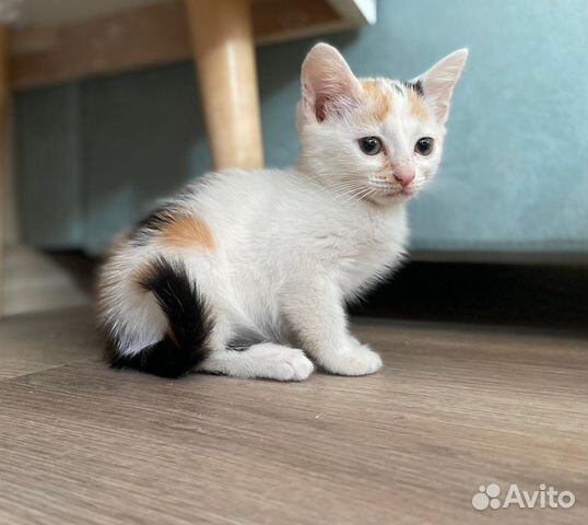 Котенок с голубыми глазами,2 мес, девочка