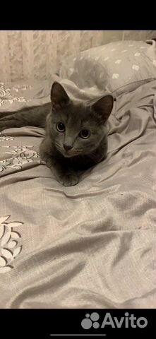 Кот