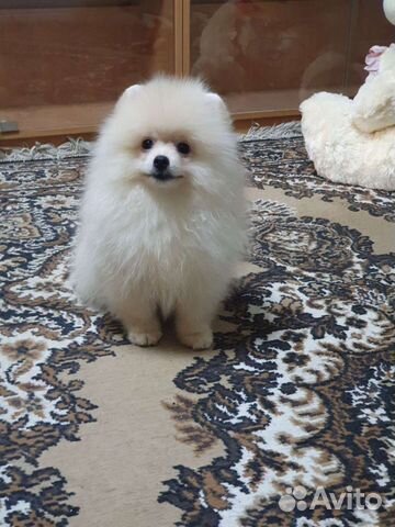 Померанский шпиц белый волчонок