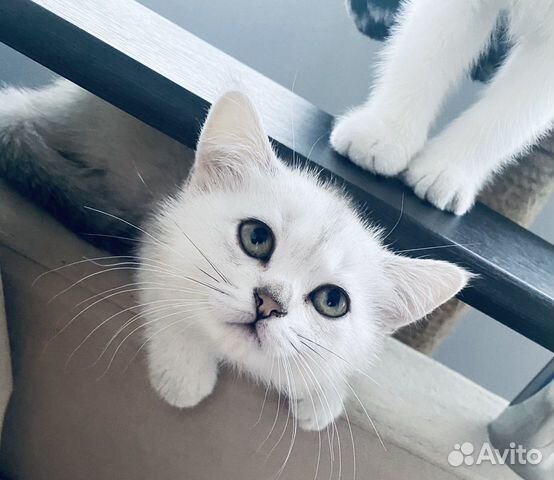 Скоттиш страйт