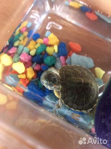 Черепаха