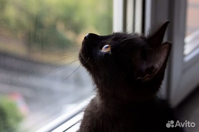 Бомбейский котенок