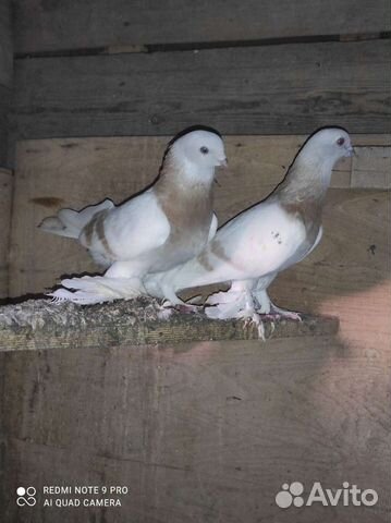 Голуби Агараны