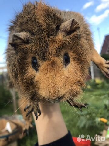 Морская свинка