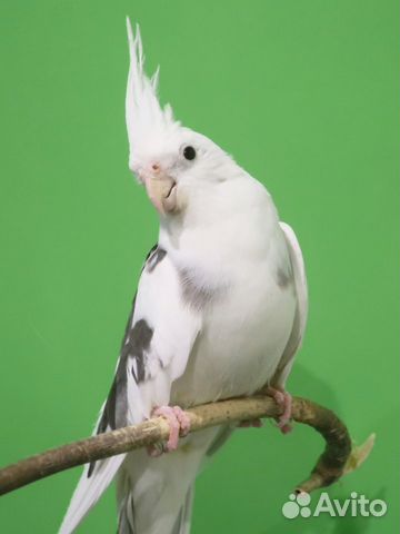 Нимфа корелла, попугай, самочка, белолицая