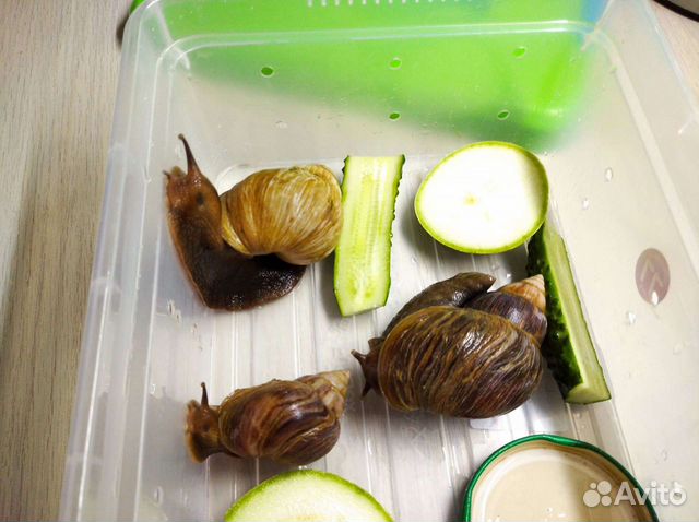 Улитки Ахатины