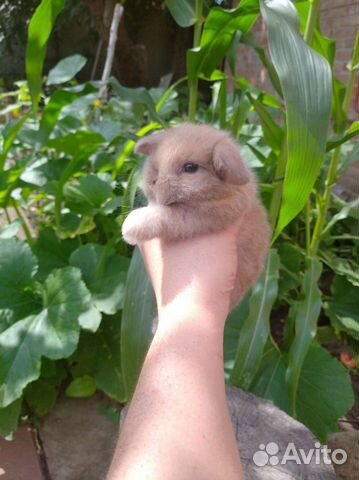 Карликовые вислоушки