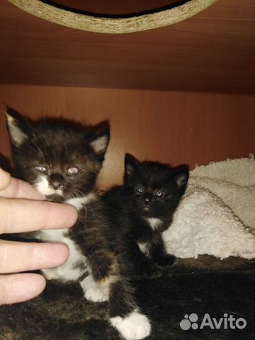 Котята и мама ишут дом