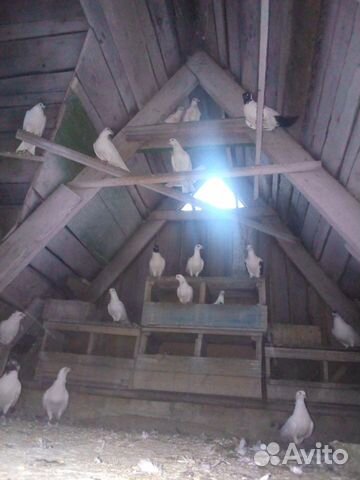 Голуби белые почтовые и бойные(также на Свадьбы)