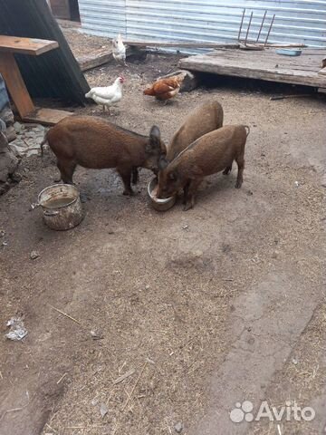 Продаю кабанчиков