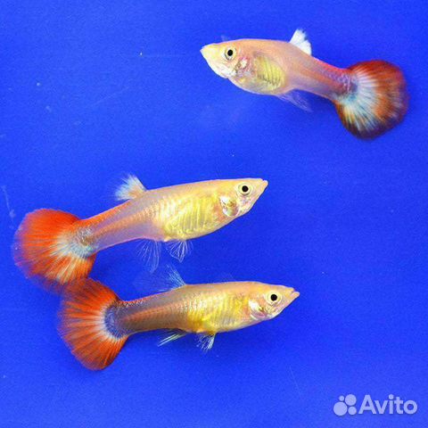 Рыбки Гуппи