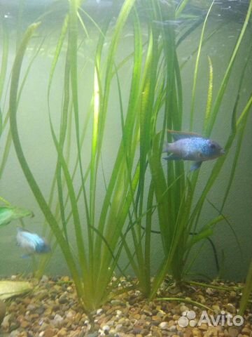 Аквариумное растение Валлиснерия тигровая