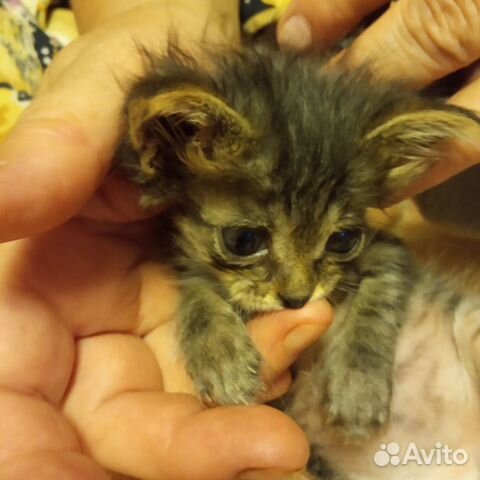 Котёнок в добрые руки