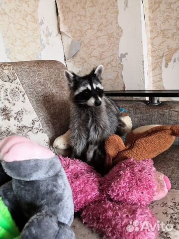 Домашние еноты