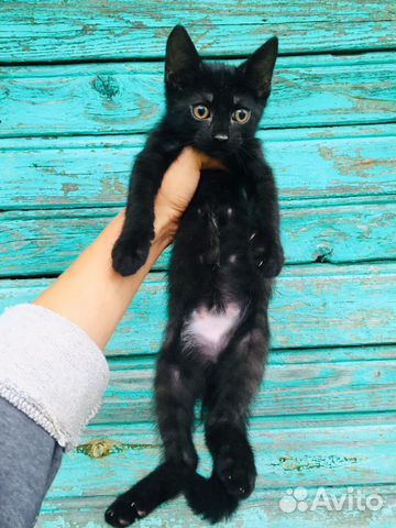 Черный котенок "дачник" c белой грудкой