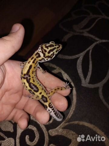 Малыши эублефара