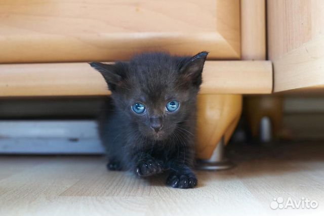 Маленькие очаровательные котята ищут дом