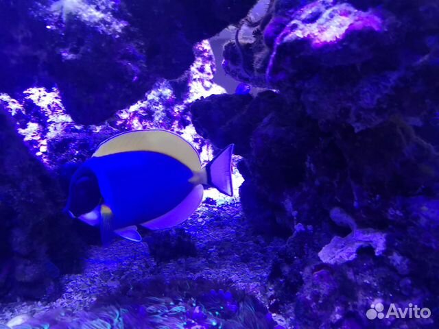 Белогрудый хирург