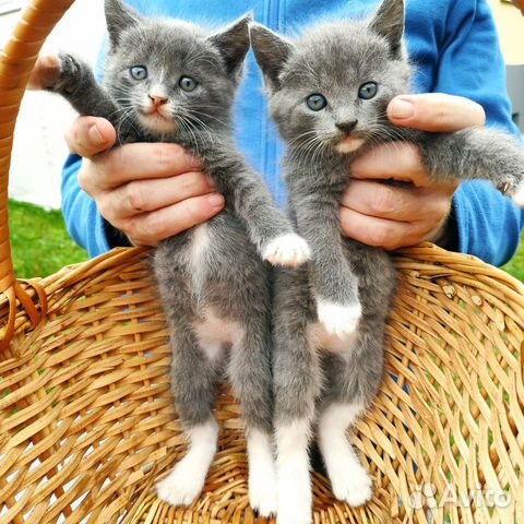 Котята русская голубая метисы, 2 мес