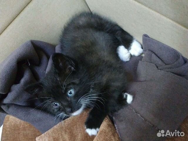 Кошка