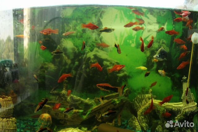 Подростки меченосцев