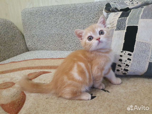 Шикарный шотландец