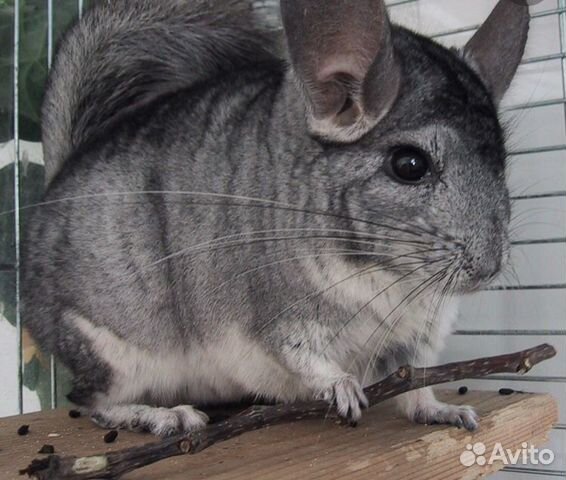 Шиншилла. Продам пару