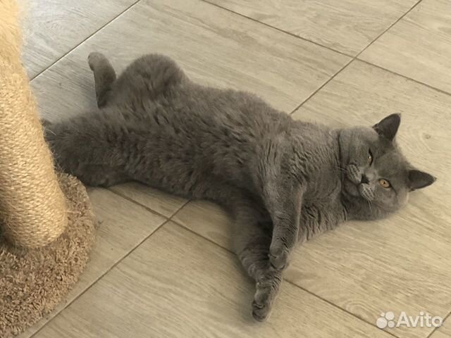 Британская