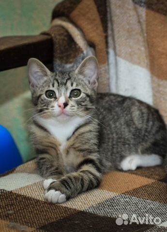 Котенок 6мес